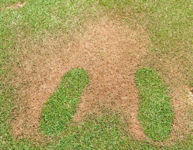 Quilchena Golf Club Turf Care: July 2014
