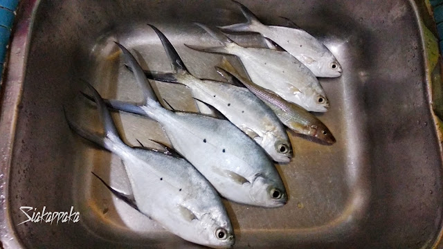 Smallspotted Dart Fish | Ikan Kapur | Dart Fishing Malaysia | Siakappaka