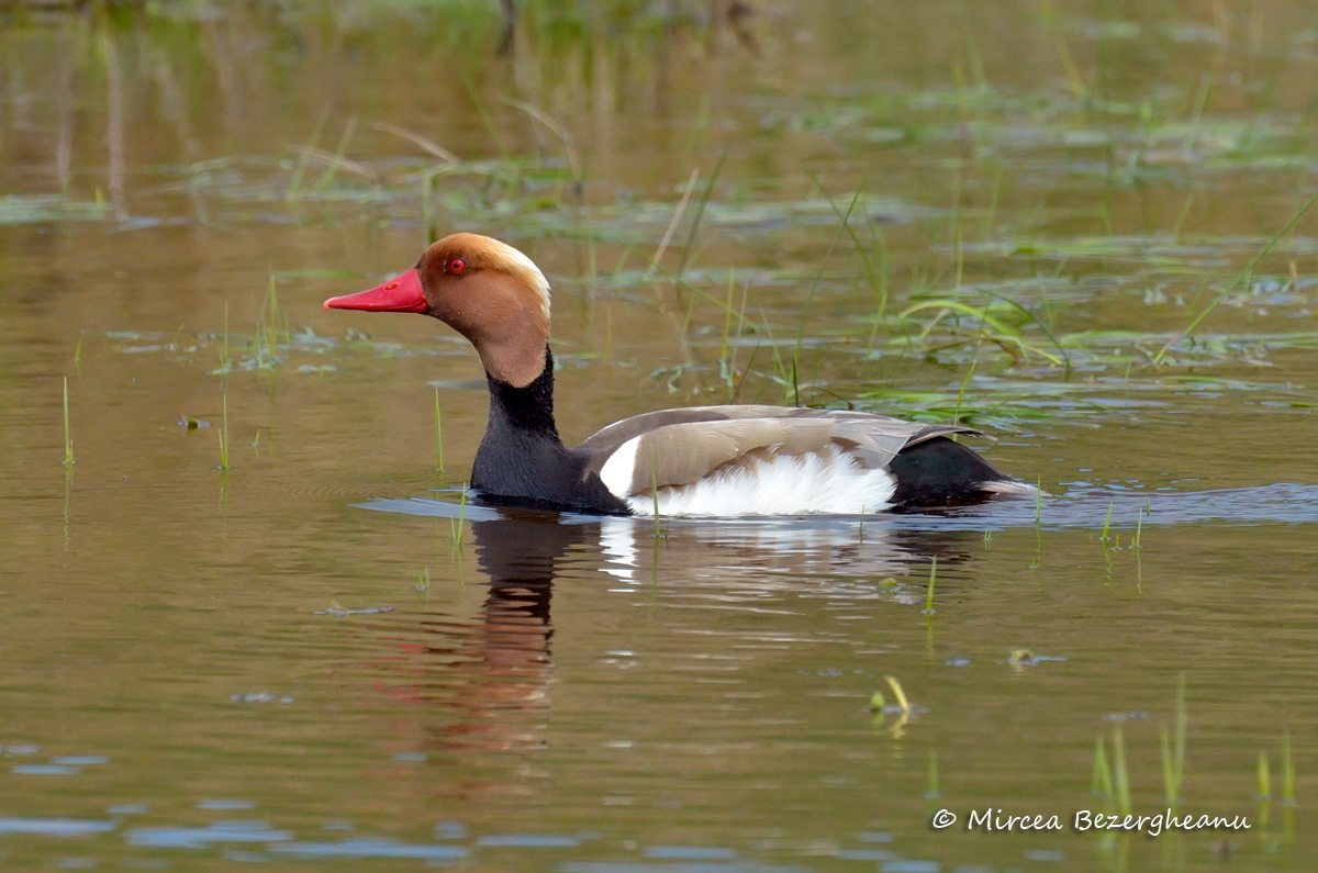Sa vorbim despre Rațe