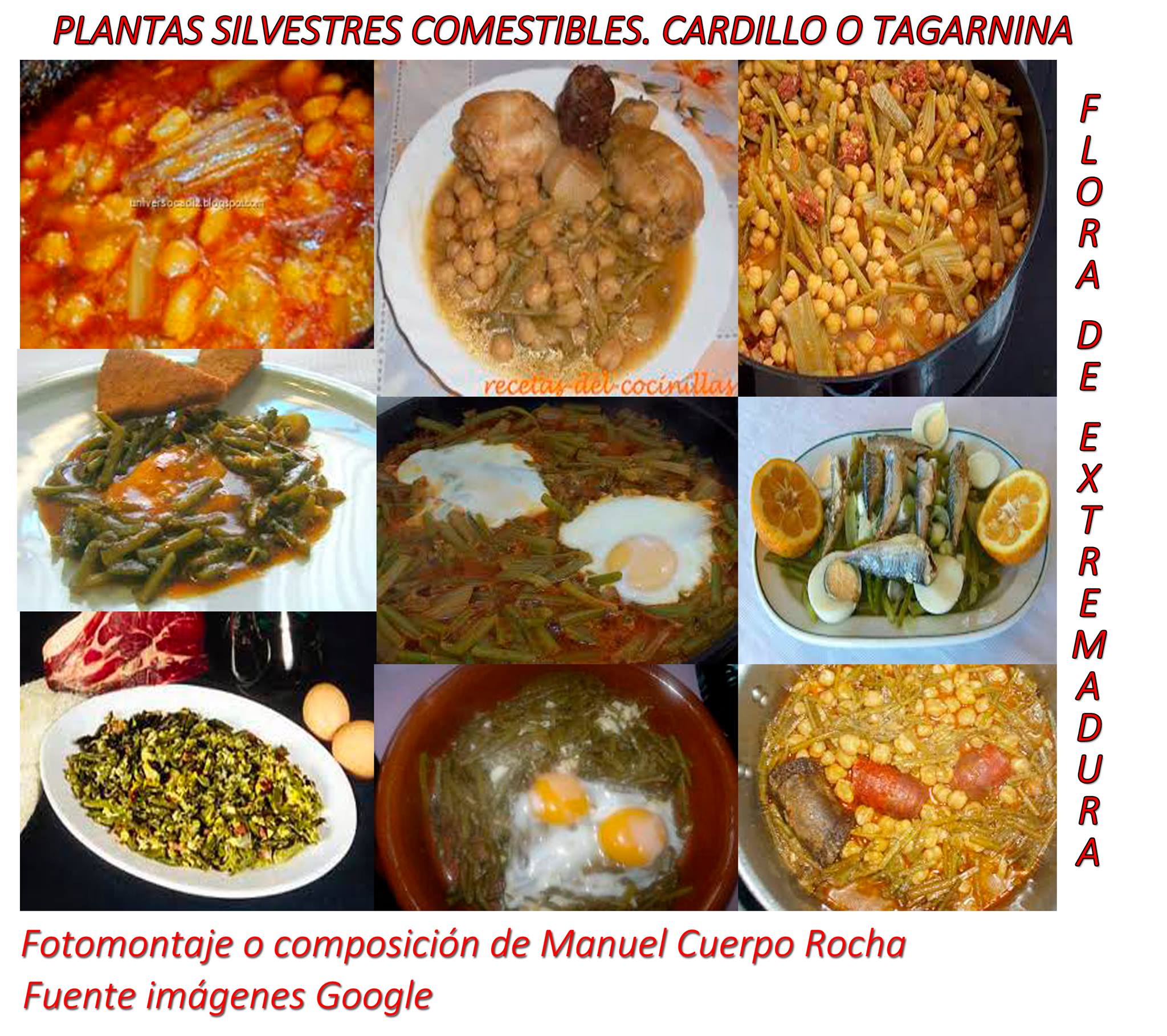 FLORA DE EXTREMADURA: PLANTAS SILVESTRES Y CULTIVADAS DE MI ENTORNO ...