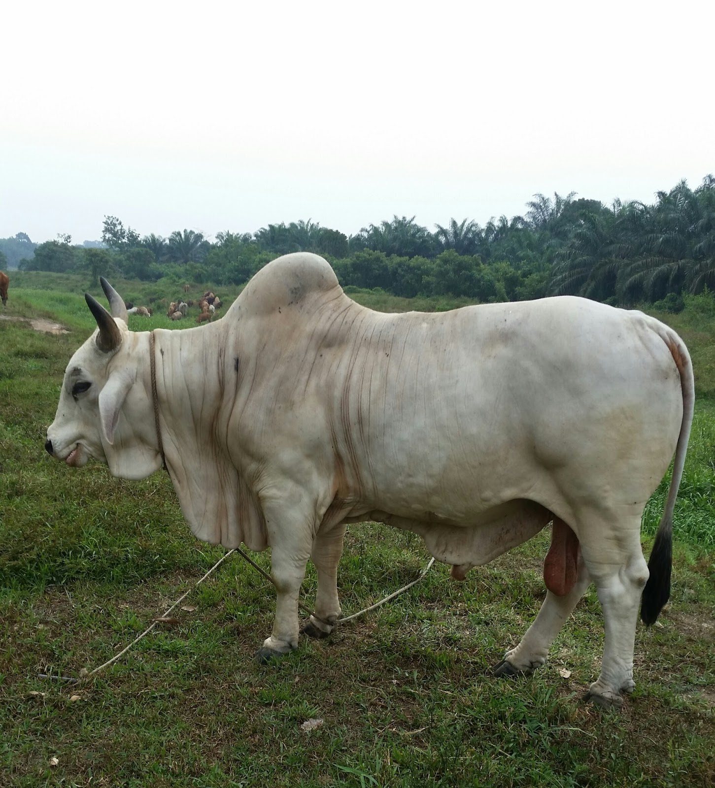 Warisan Petani: Ternakan Lembu 2