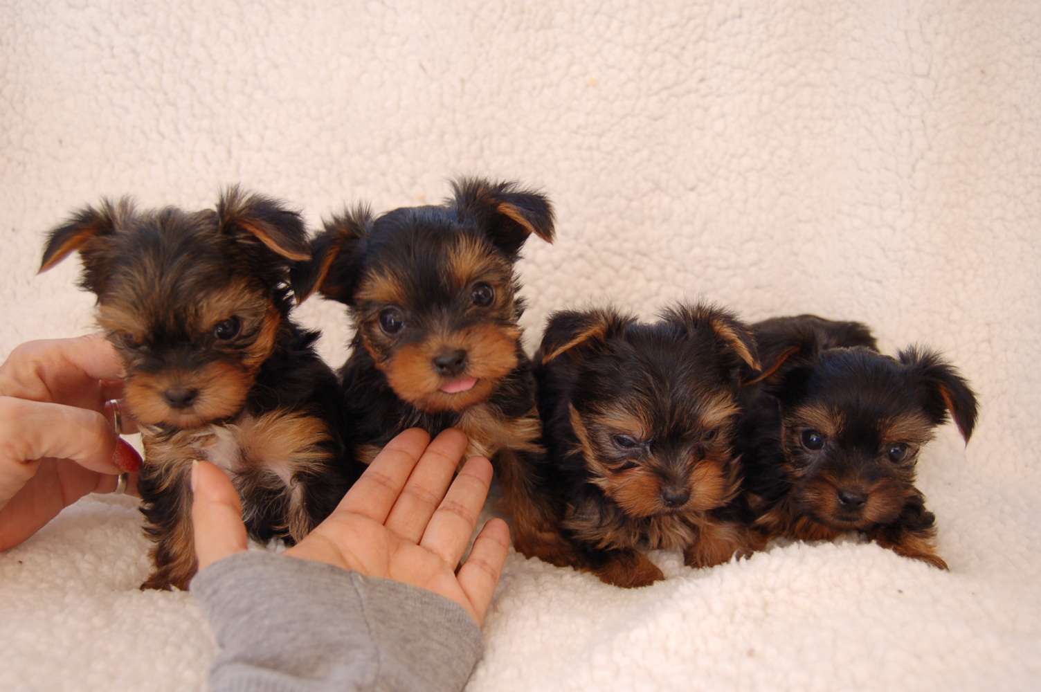 The Heavenly Yorkies: TeaCup Litter Update 6 Weeks