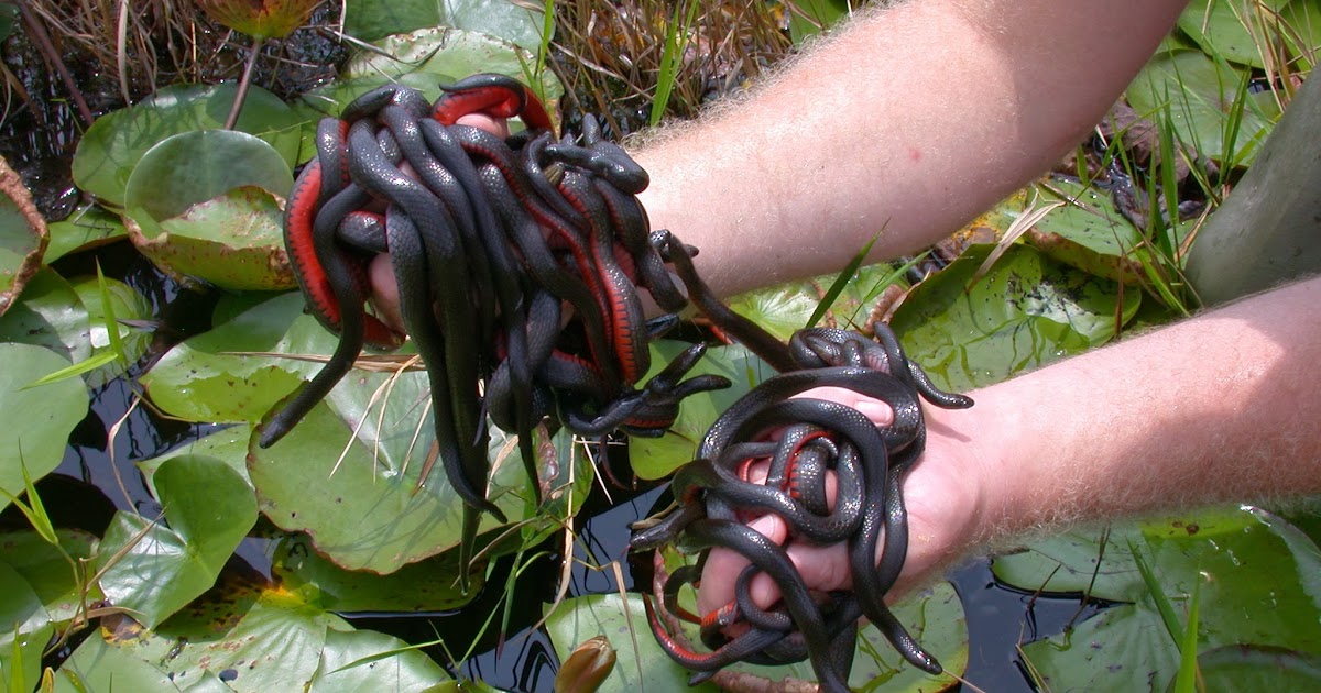 Life is short, but snakes are long: Blog Carnival: Ecology of Snake Sheds