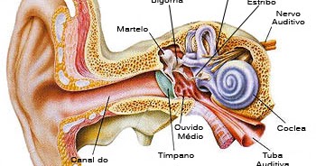Professor Romário: Estribo, bigorna e martelo