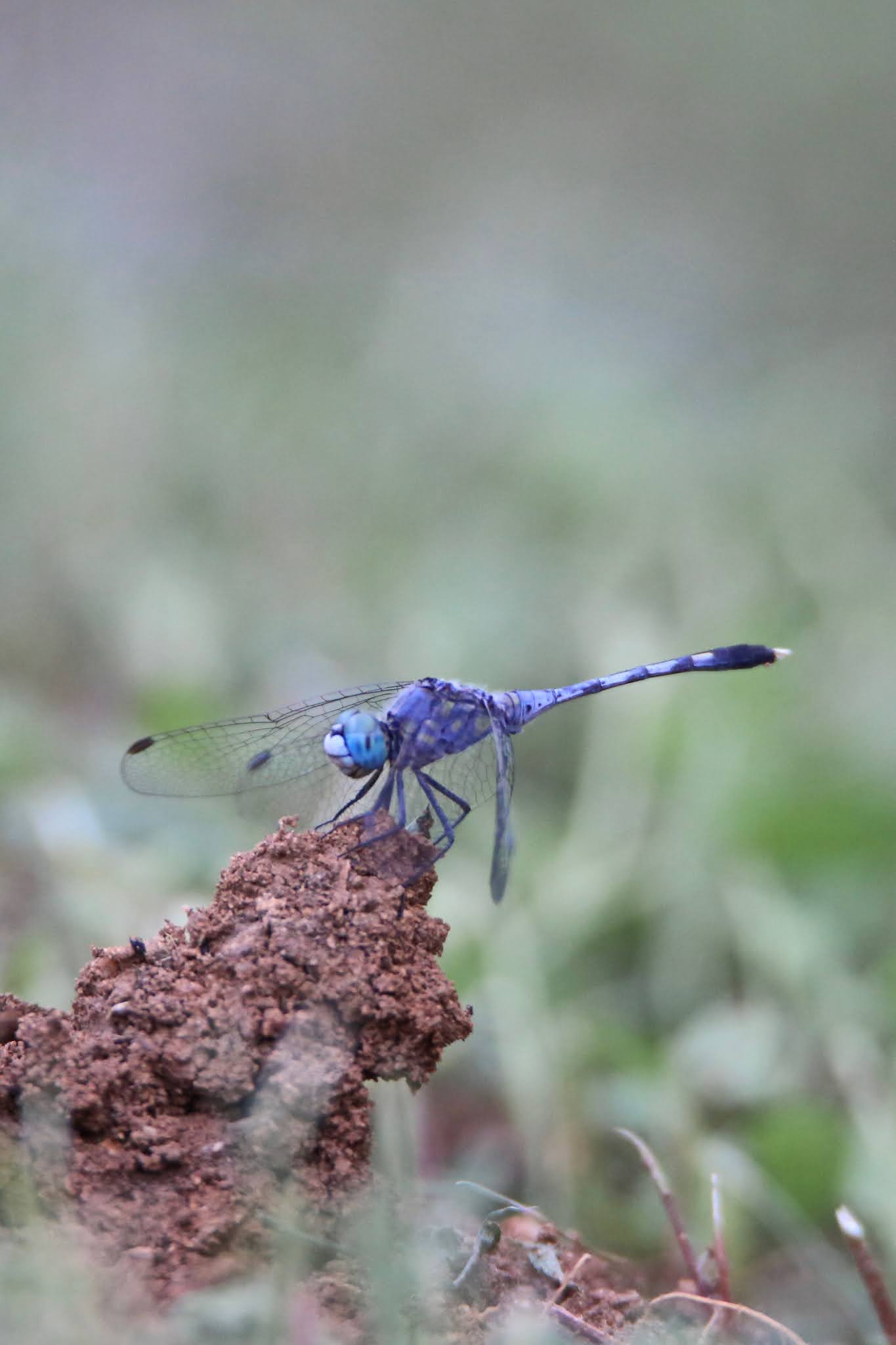 Chalky Percher Dragonfly