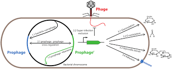 প্রোফায (Prophage) কাকে বলে? - ChatZam
