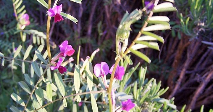 Galefod: Alverja. Alberja. Alberjana. Arveja.