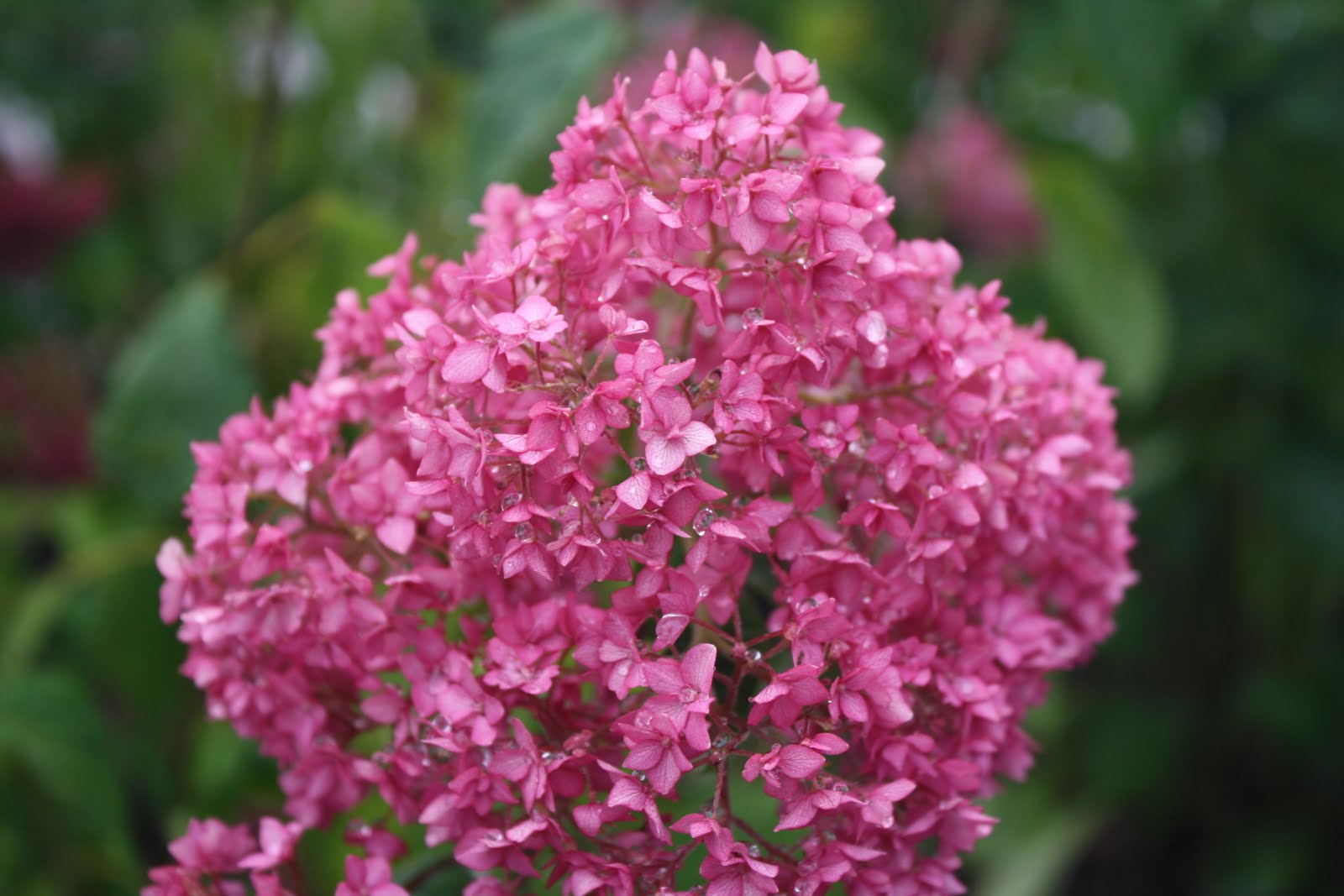 MIDWEST GROUNDCOVERS Display Gardens & Plant Trials: 2011