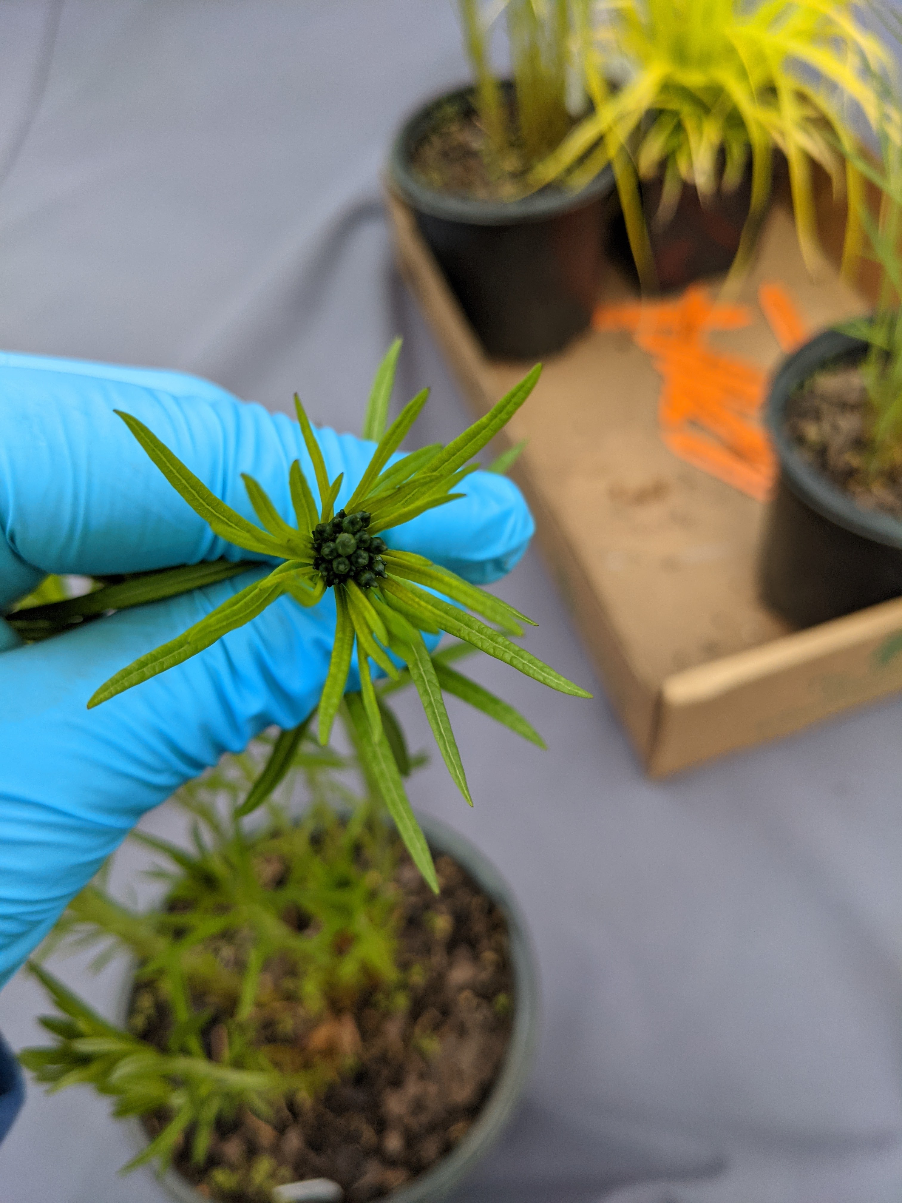 Amsonia Butterscotch - Three Planted - May 2021