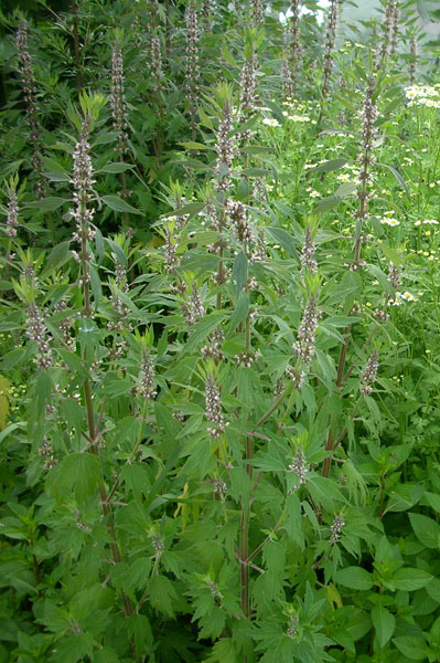 The Essential Herbal Blog: Mad for Motherwort