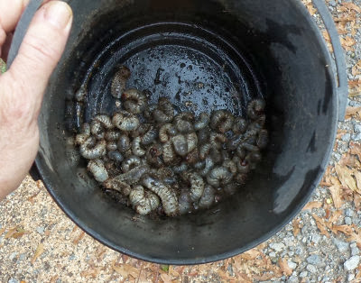 5 Acres & A Dream: Grub Bucket