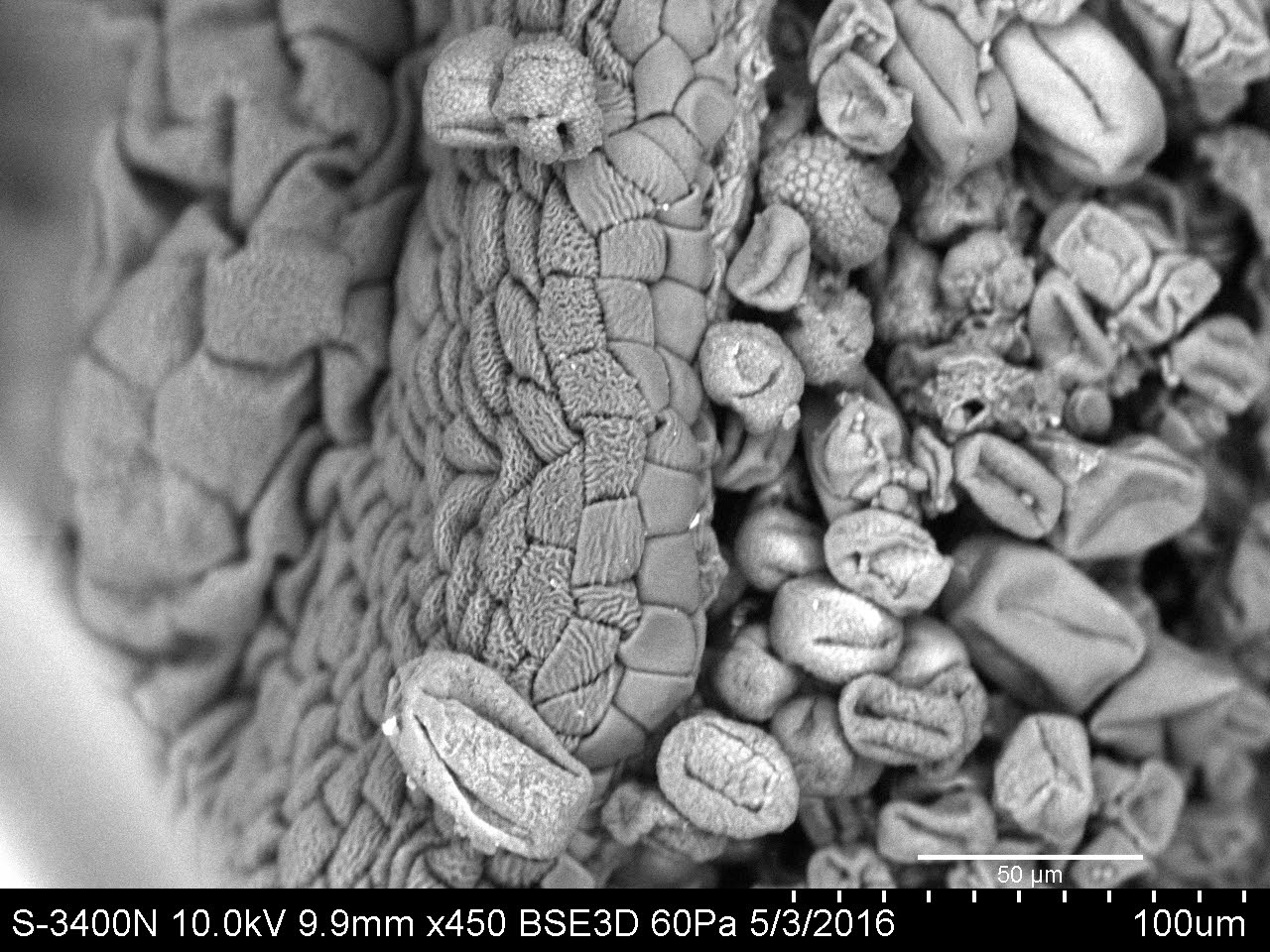 Scanning Electron Microscope Blog: Roses - More Beautiful Up Close