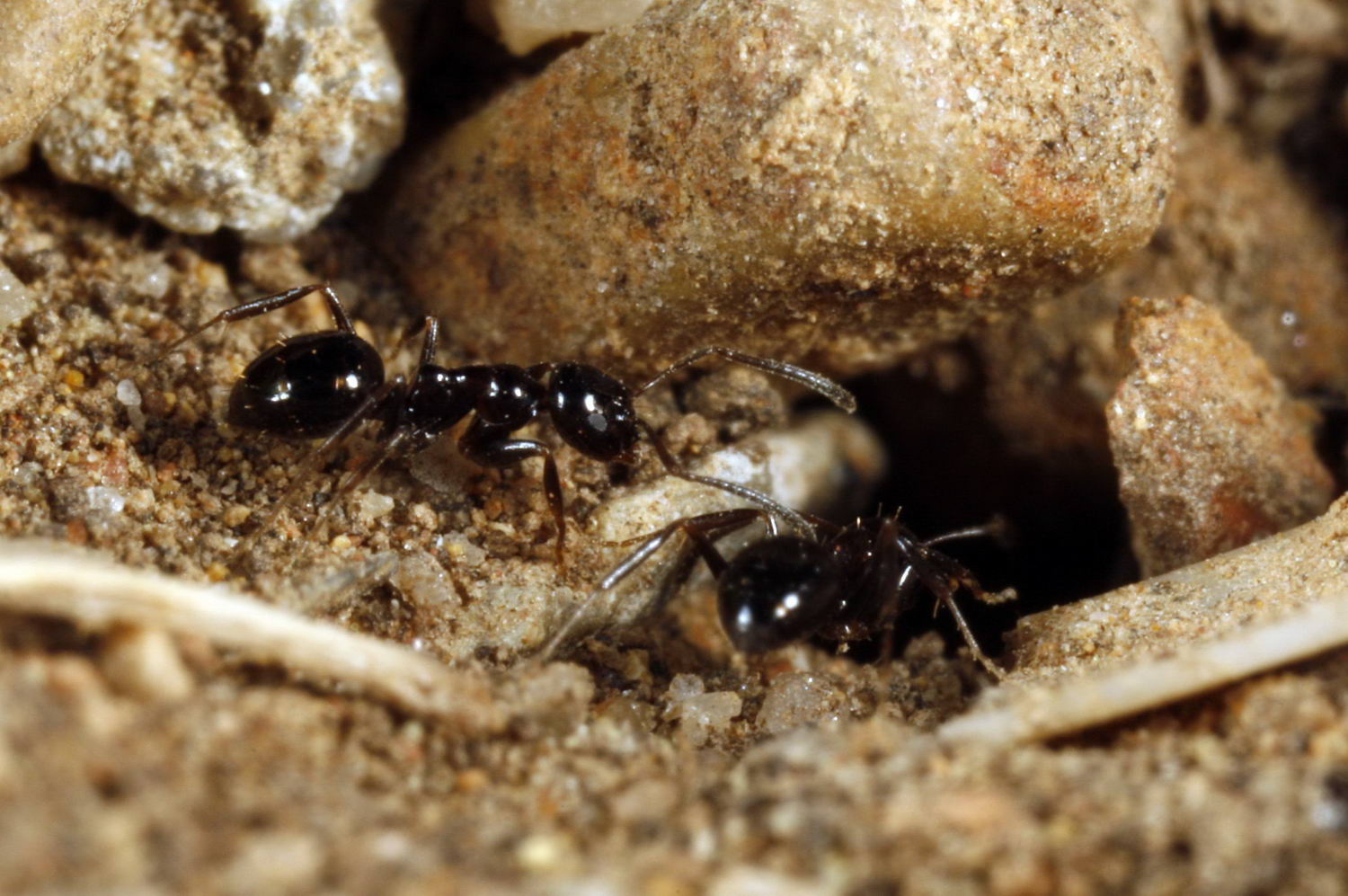 Variety of Life: Prolasius
