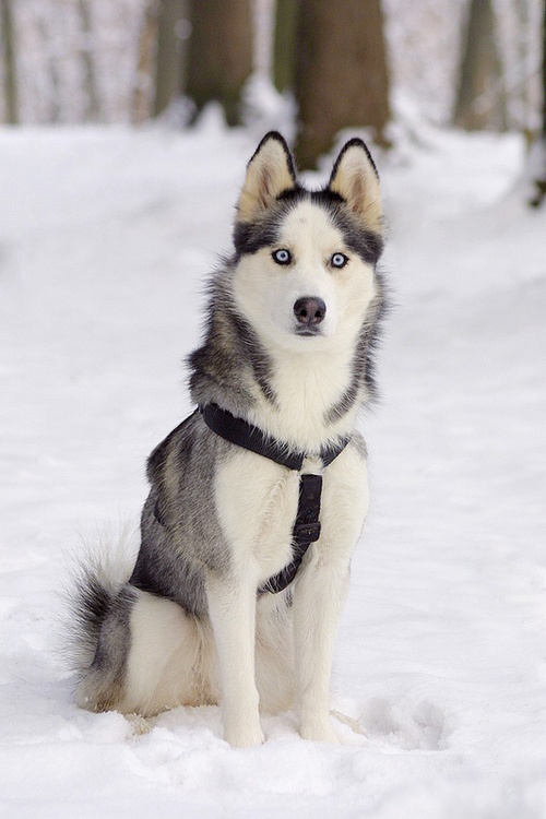 Gorgeous Siberian Husky in snow ~ The Animals Planet