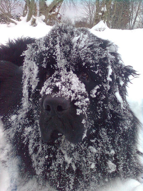 Kin-Newfie: Snow, strong winds, happy dog :-) Nurhan's take: