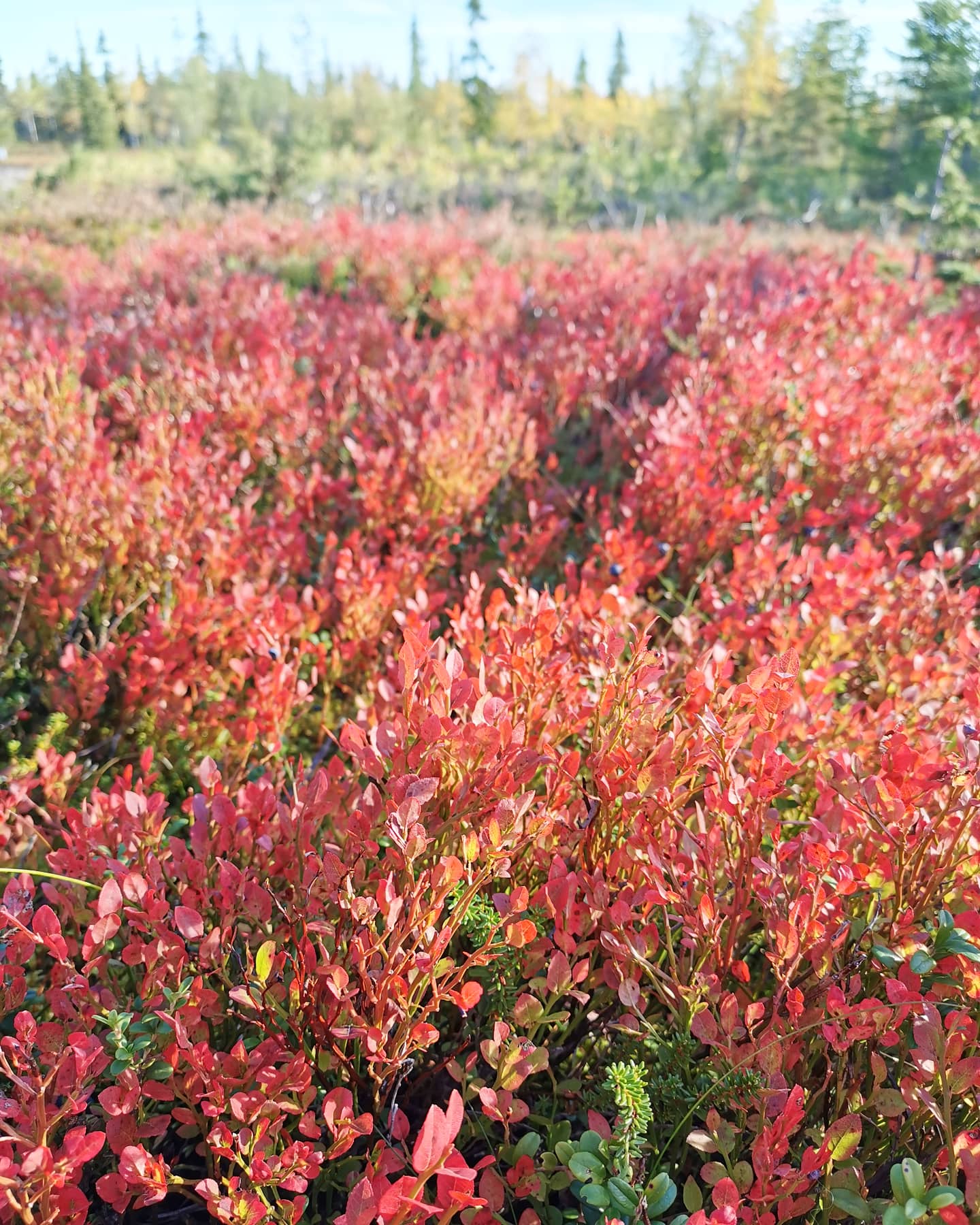 Travelisa: Ruskaretkeilyä Ylläksellä: Pakasaivo ja Tuomikuru