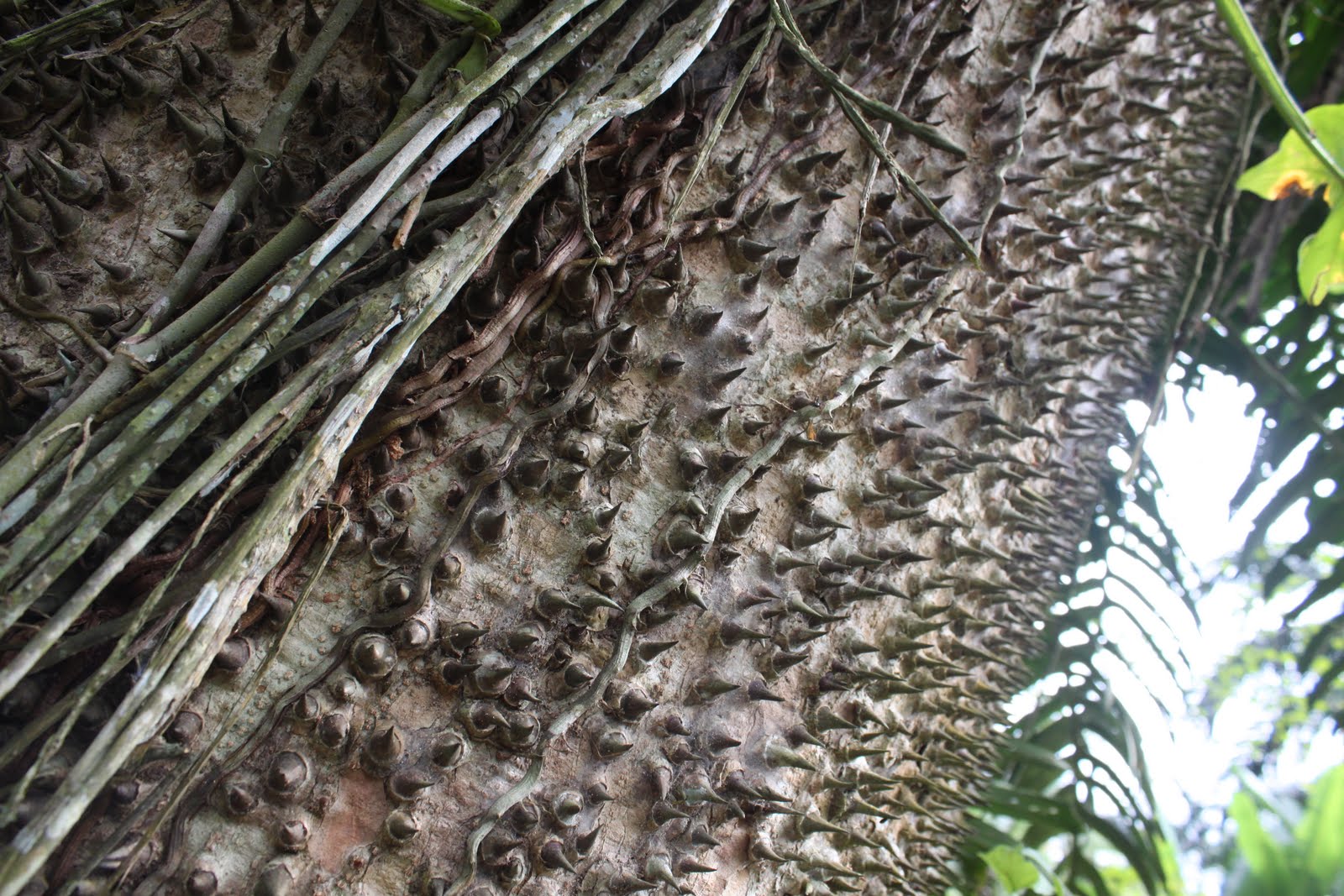 Travel Blog: Costa Rica