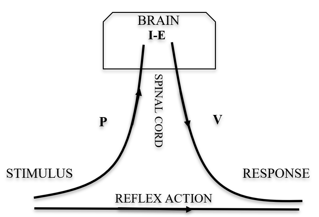 Explanation of PIEV Time With The Help of a Diagram and The Values of ...