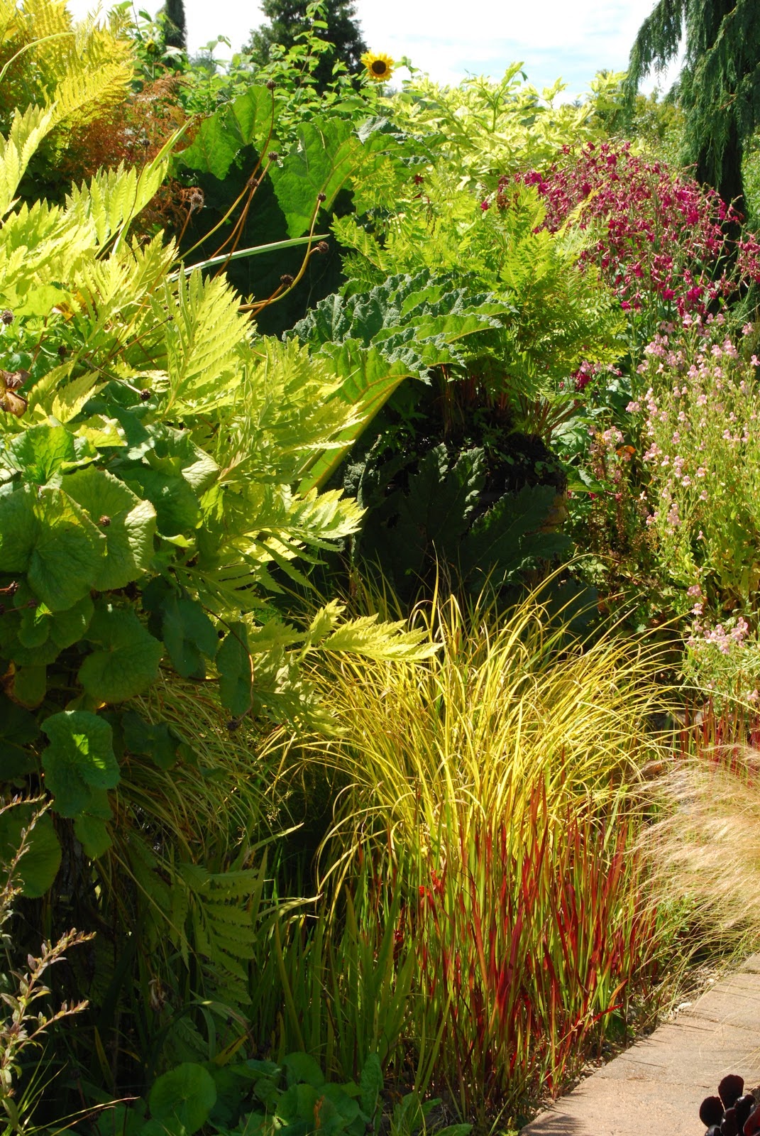 paradis express: Dancing Oaks