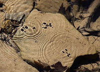 Nature remains.: International Rock Flipping Day