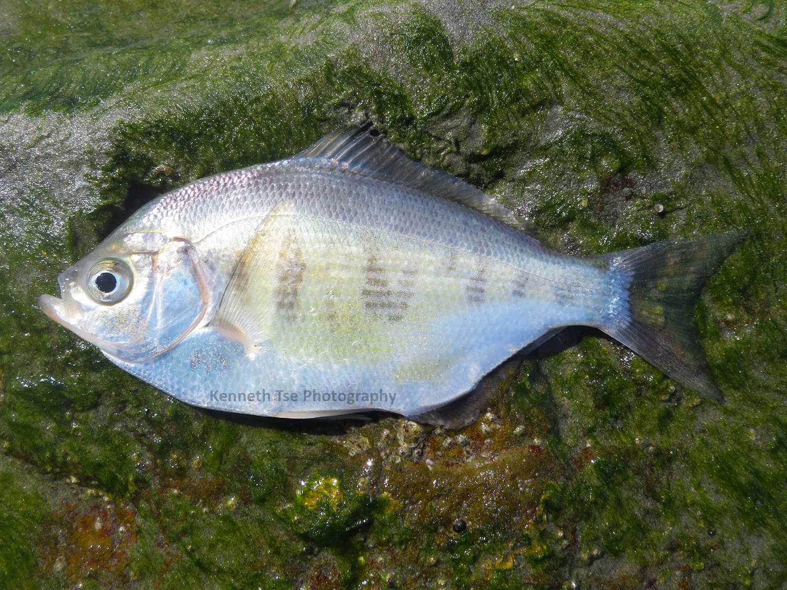 MuskieBait Adventures: Lifelist