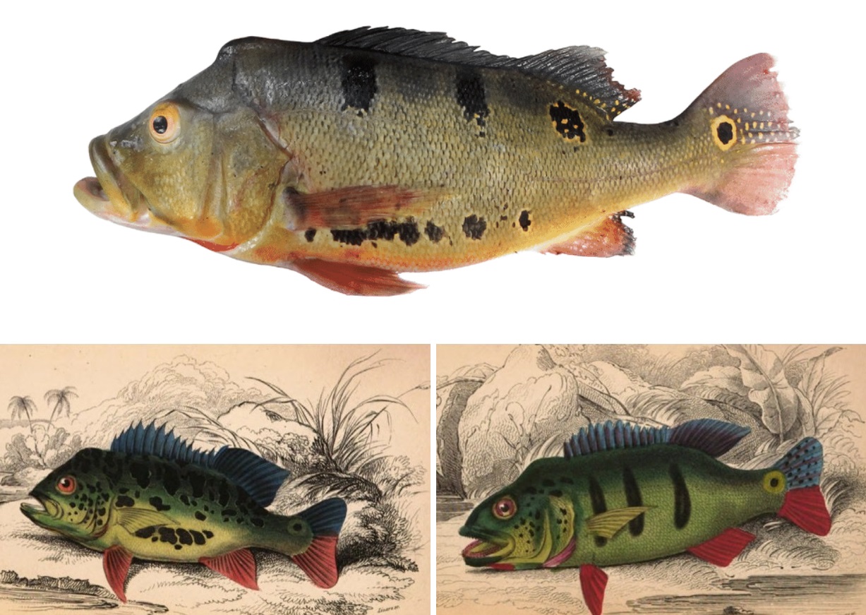 Species New to Science: [Ichthyology • 2020] Cichla cataractae • A New ...