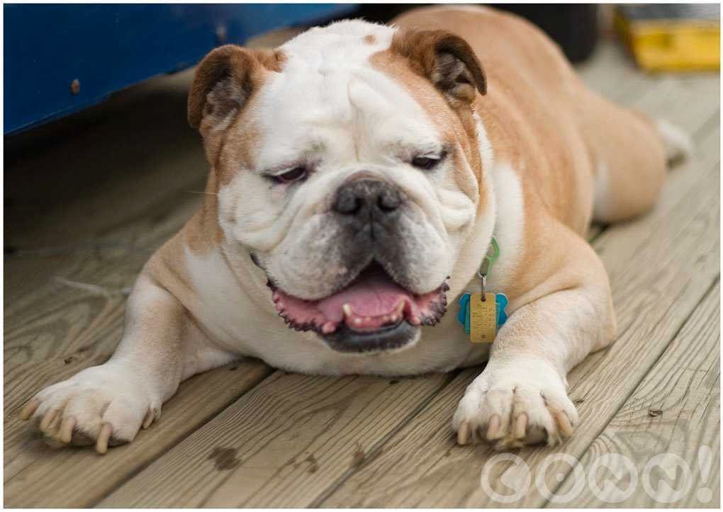 Bulldog: The Muscular Dog | Dog Lovers Pictures