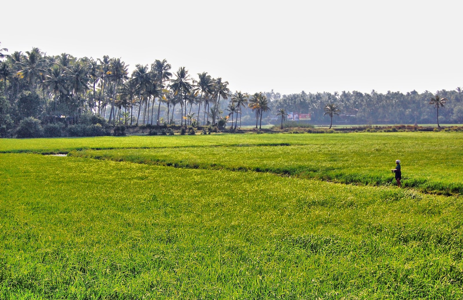Kerala Tourism: Village Life in Kerala India Rice Cultivation and ...