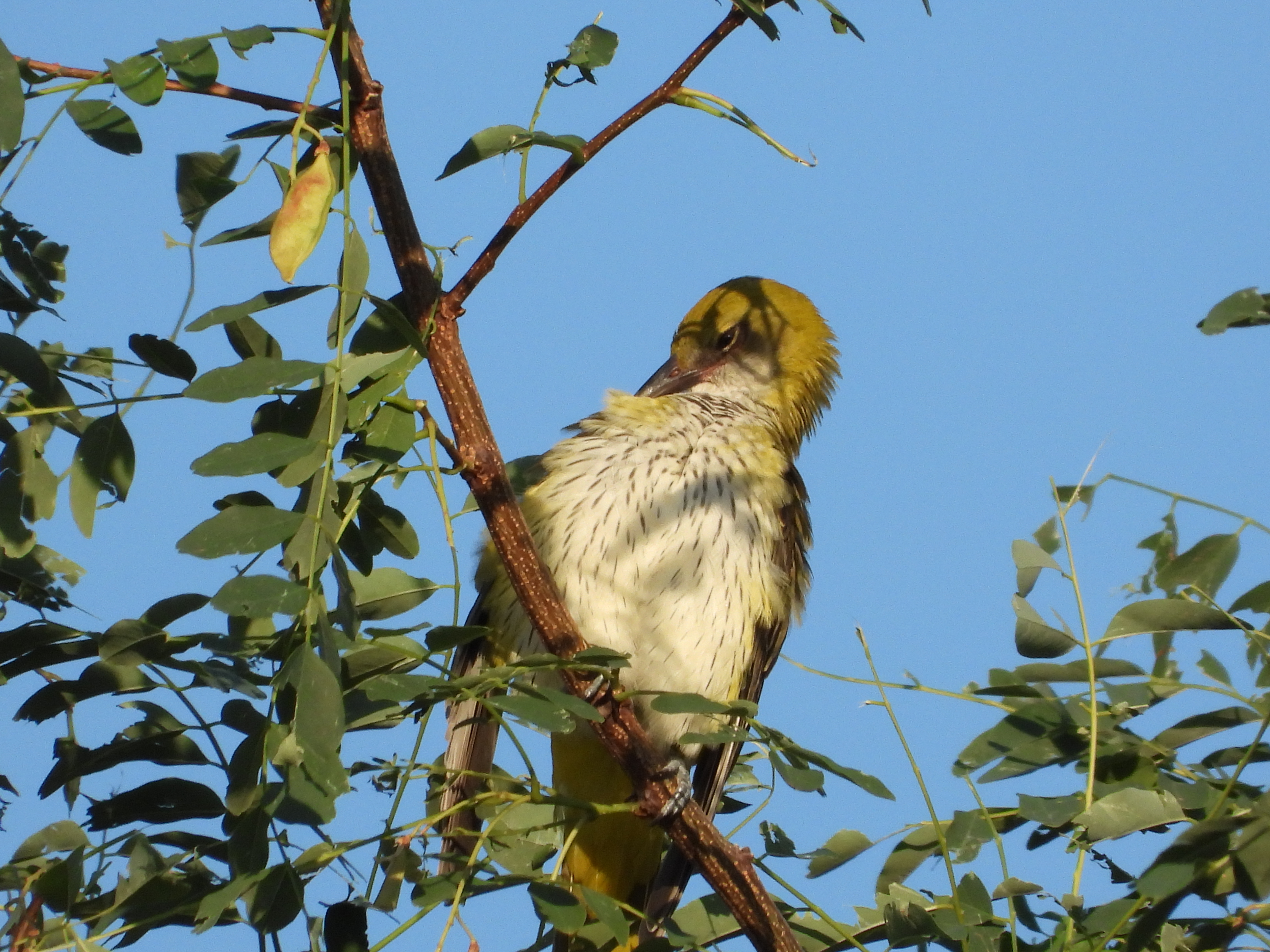 PASARI DIN ROMANIA: GRANGUR, Oriolus oriolus