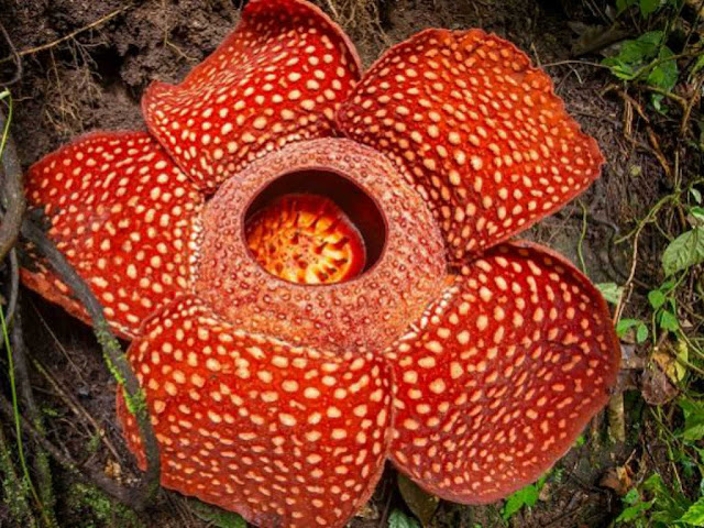 RAFFLESIA ARNOLDII FLOWER photos - wallpapers | the fun bank