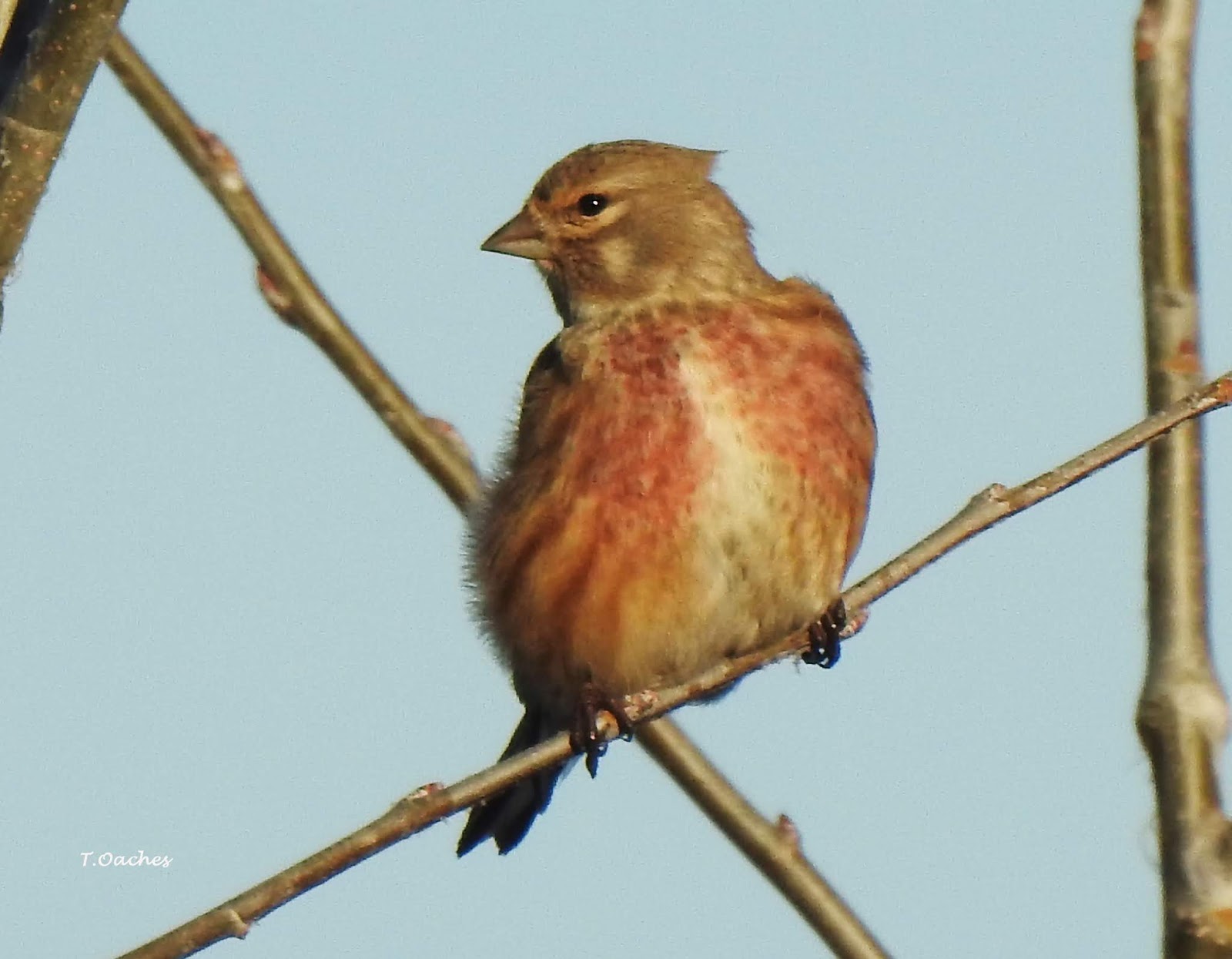 PASARI DIN ROMANIA: CANEPAR (Pietrusel), Linaria cannabina