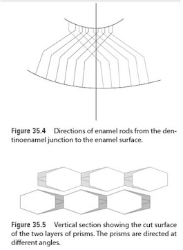 Enamel structures 2 l Oral histology & biology MCQs for dental students ...