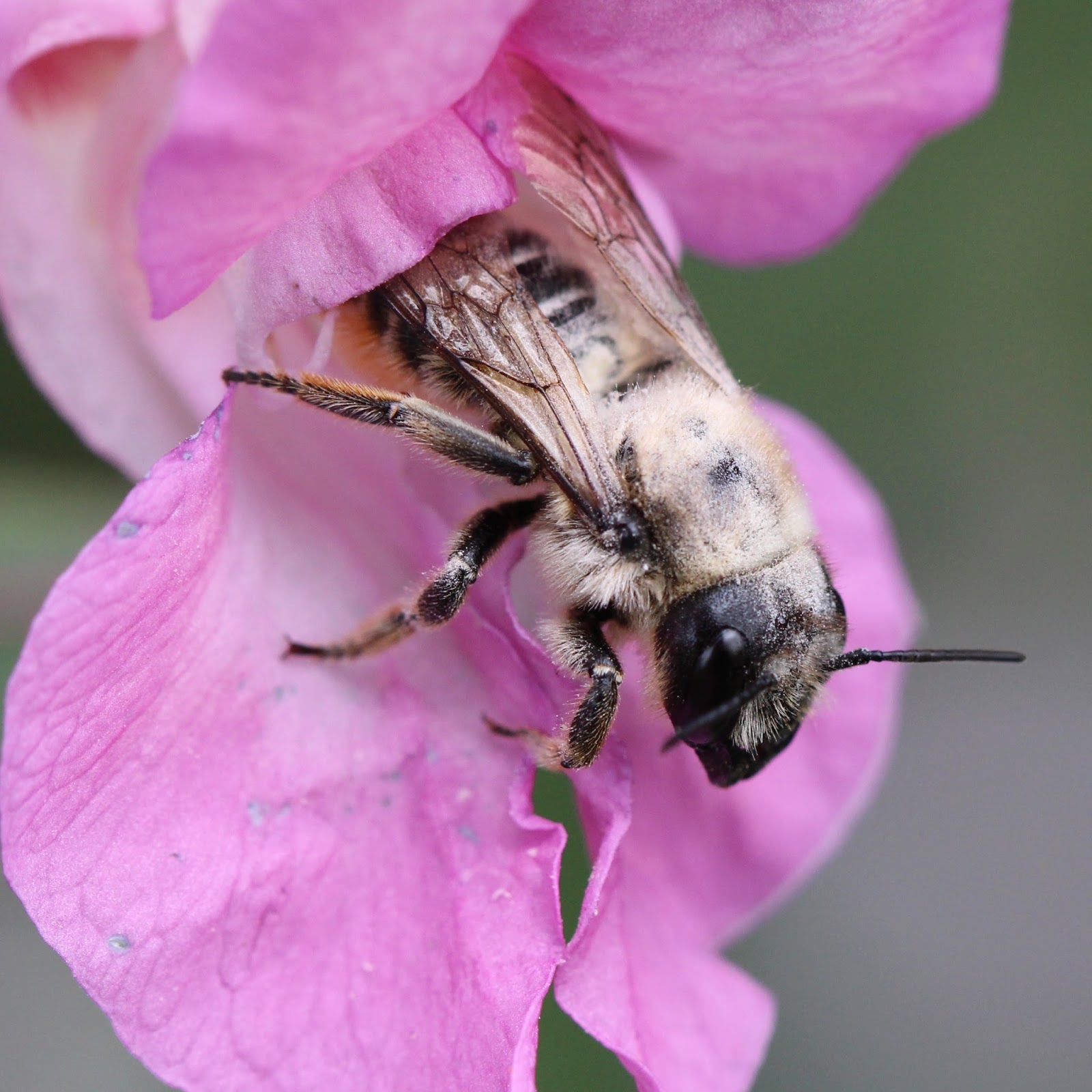 TrogTrogBlog: Ghost bees