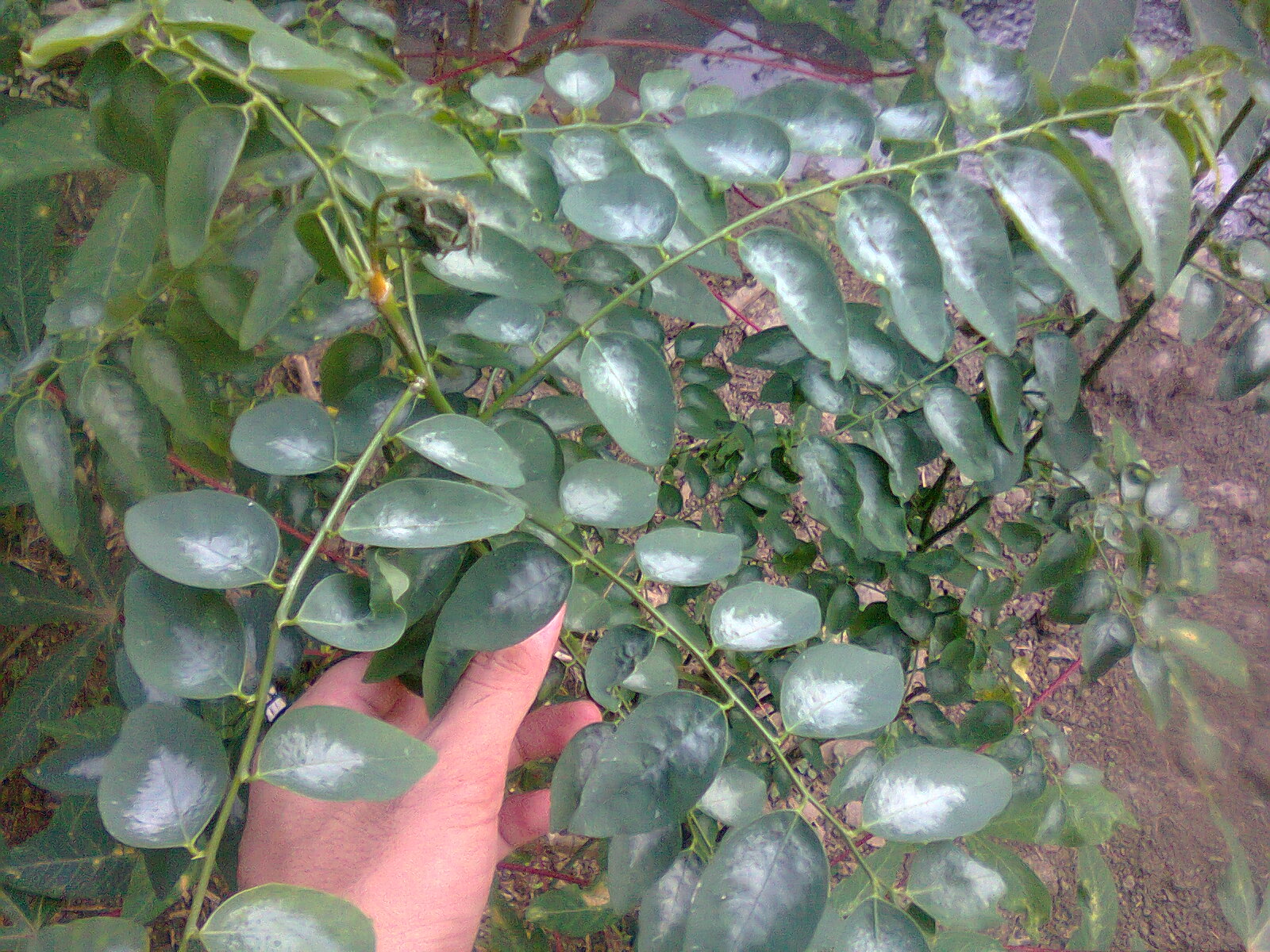 Budidaya DAUN KATUK Secara Organik Agar Cepat Panen dan Menguntungkan ...