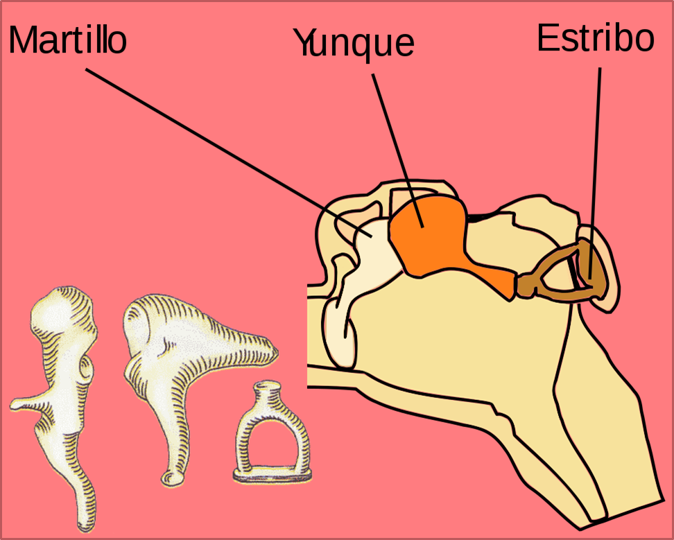 Oído Medio ~ Biopsicosalud