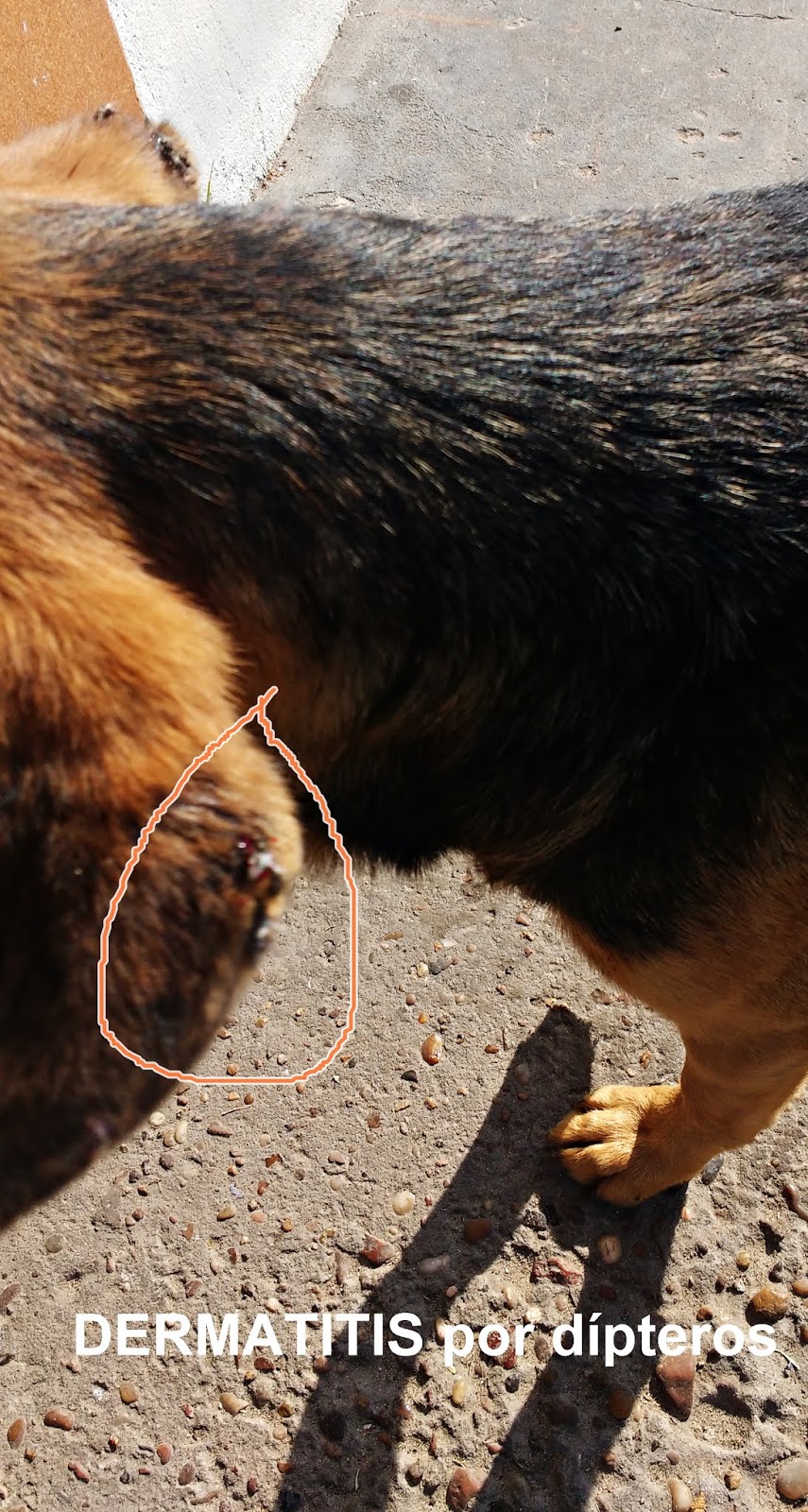 DERMATITIS CANINA QUE HAY QUE SABER