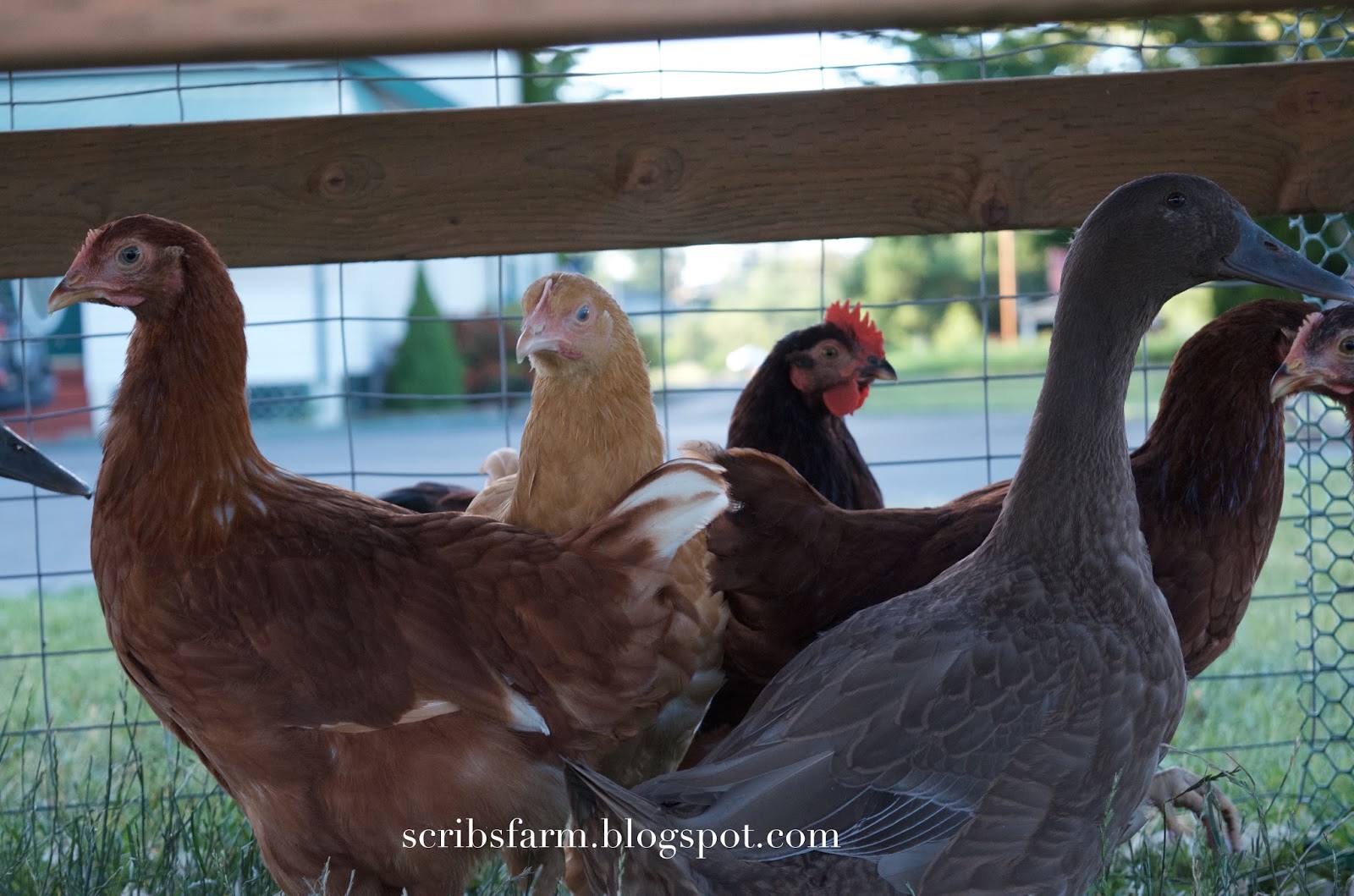 Scribs farm: Chickens are 14 weeks! I think? Nope... 13 weeks!