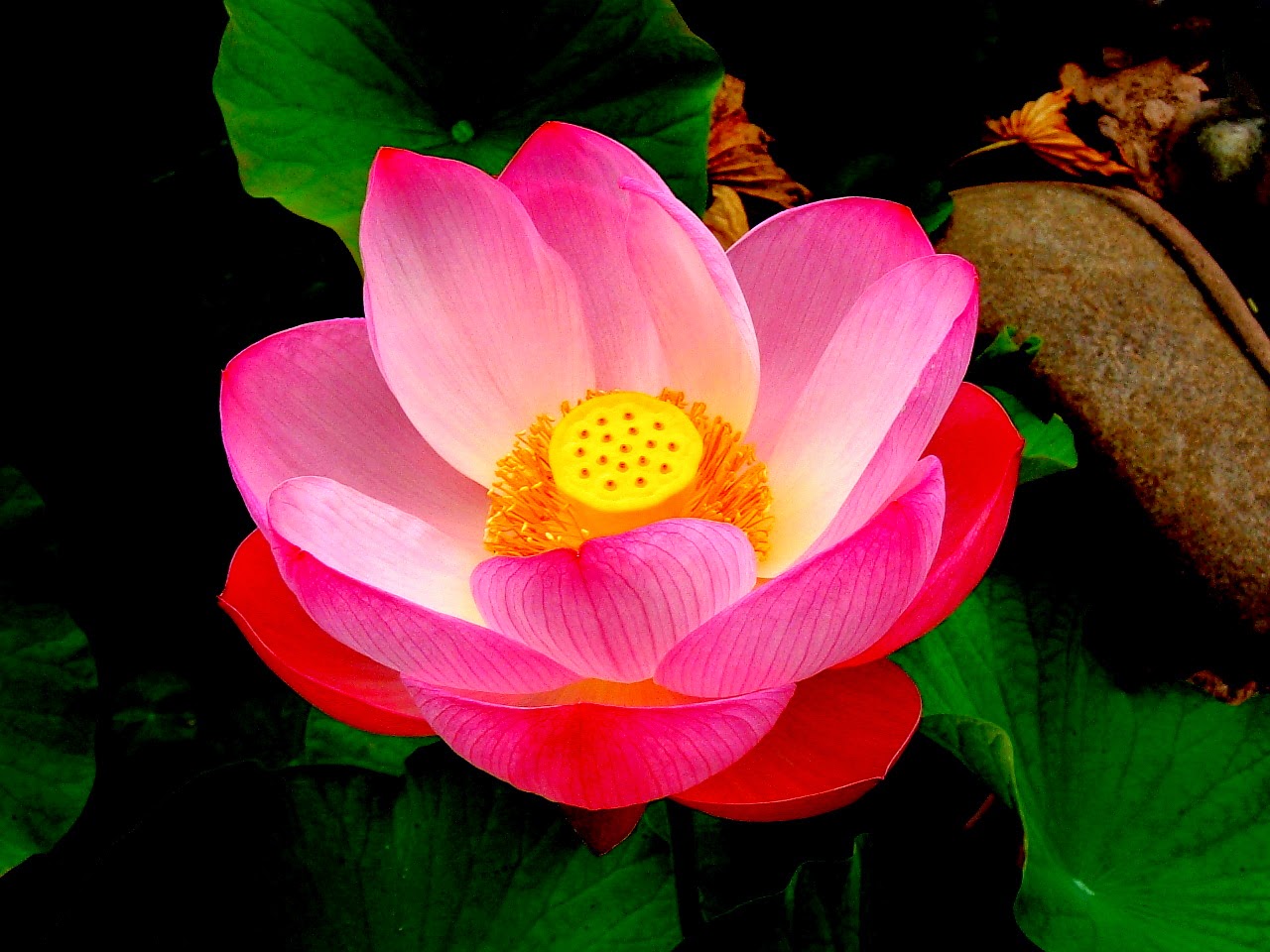 Sacred Lotus - Nelumbo nucifera, bean of India