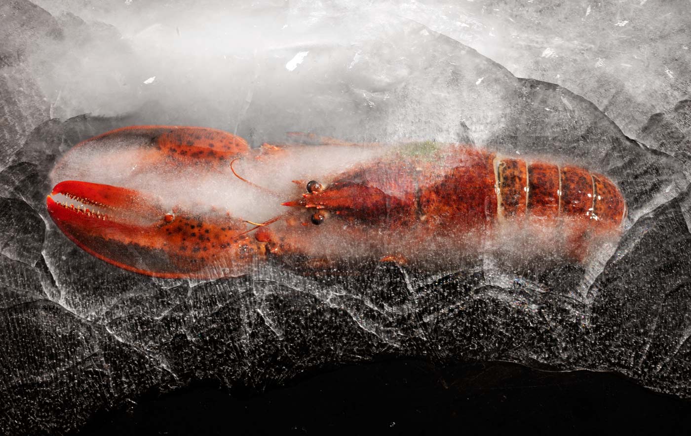 Master Lobster on Packaging of the World - Creative Package Design Gallery