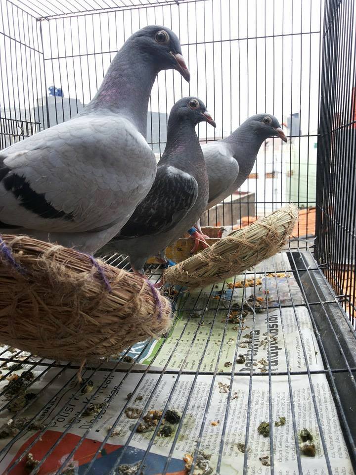 Awal mula kenal Merpati Pos ~ Merpati Pos Kremes Loft