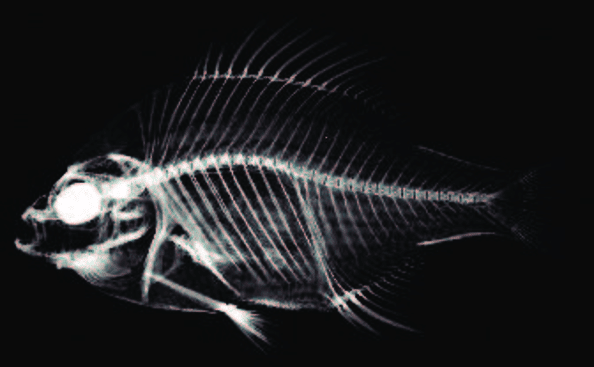 BIOLOGIA PARA A VIDA : SUPER CLASSE PISCES (PEIXES)