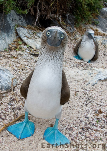 Blue Footed Booby & Puffin on Pinterest | Blue Footed Booby, Birds and ...