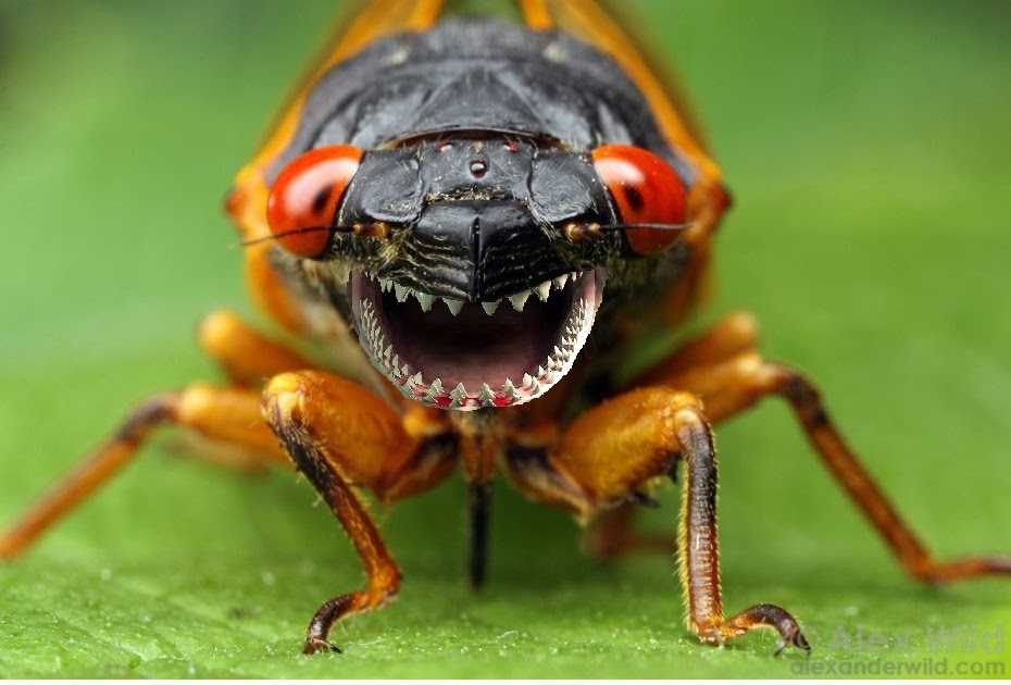 Local Man: "Cicadas Ate My House!"