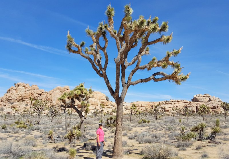 Wandering His Wonders: Joshua Tree National Park