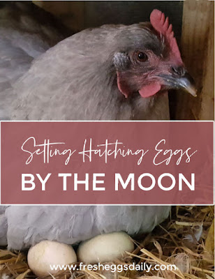 Setting Chicken Hatching Eggs by the Moon - Fresh Eggs Daily® with Lisa ...
