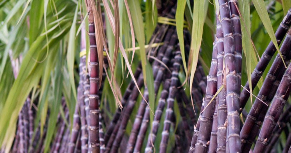 HEALTH AND SKIN BENEFITS OF SUGARCANE - FACTS ABOUT SUGARCANE