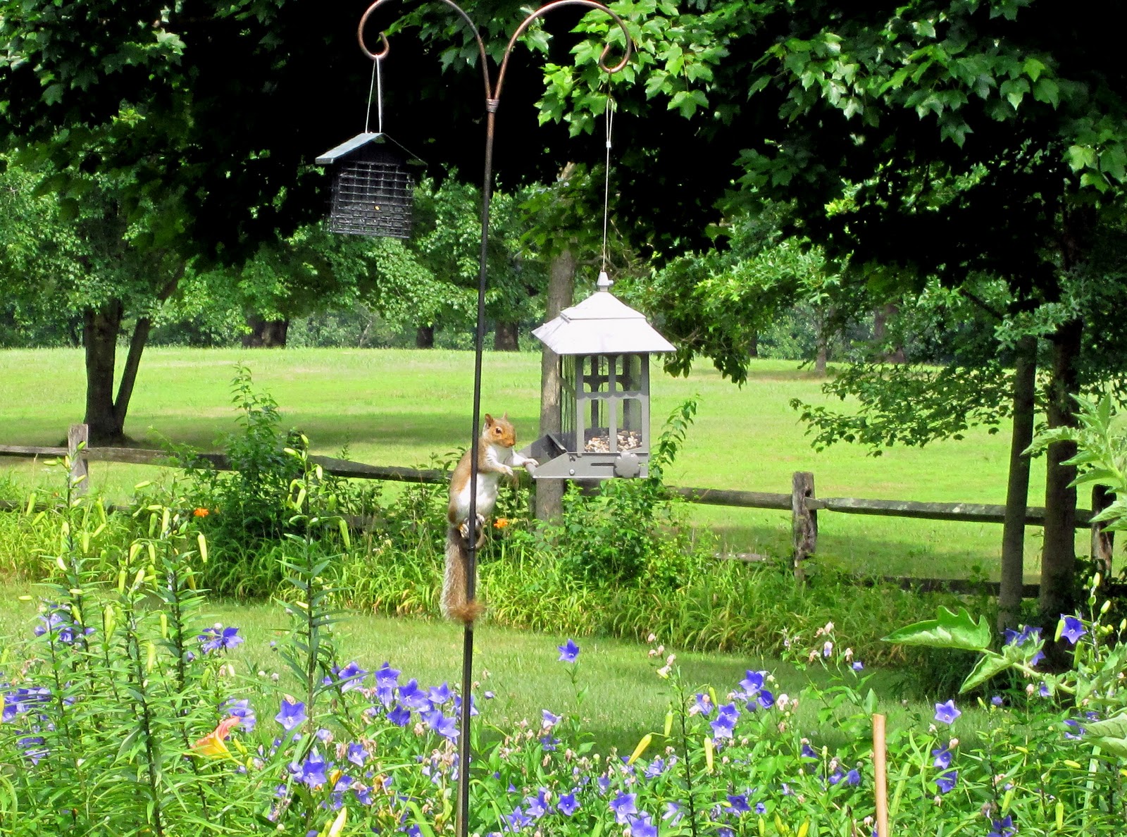 Live and Learn-Toss and Turn: Squirrel update