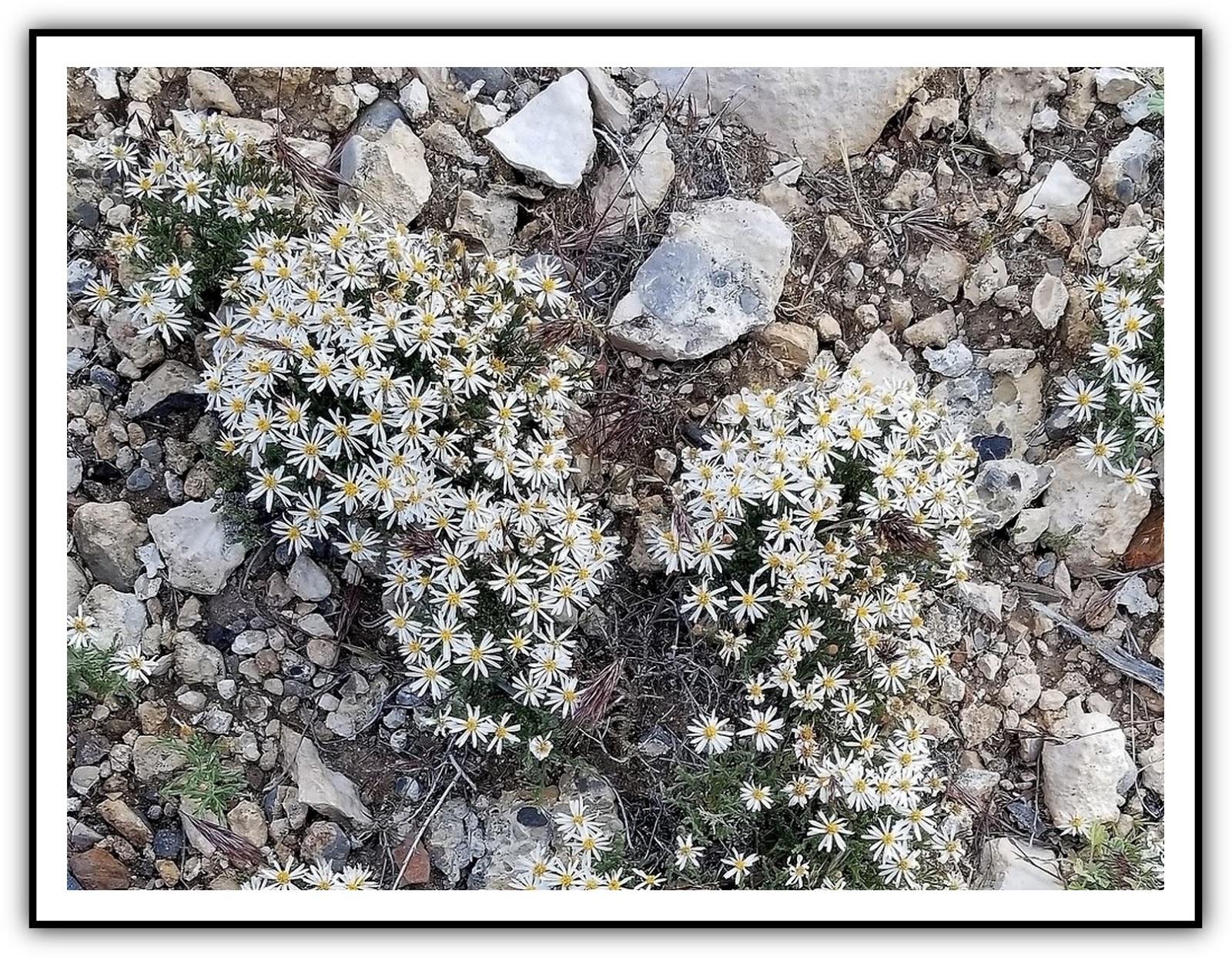 Ken's Photo Gallery: Kyle Canyon Slots - Summary Page