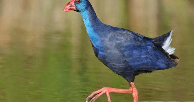 FAUNA Y FLORA DEL MUNDO: CALAMÓN