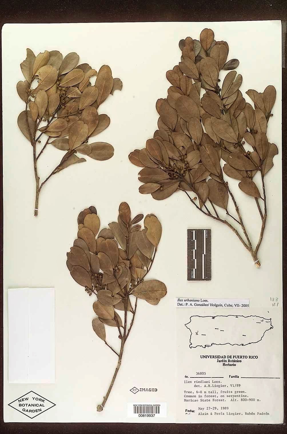 Flora de Puerto Rico Ilustrada Papo Vives: AQUIFOLIACEAE ILEX URBANIANA
